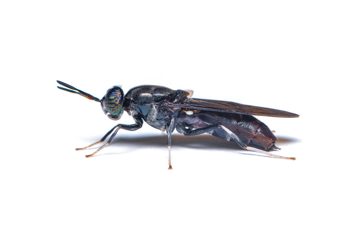 Black Soldier Fly equipment - Dorset Group